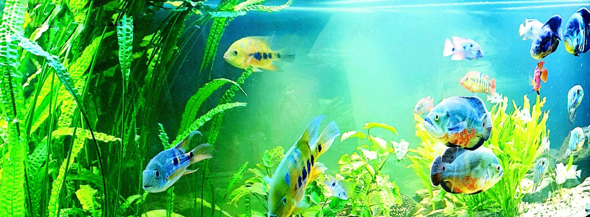 Aquaristik trotz Energiekrise - Nixarium Aquaristik trotz Energiekrise - Nixarium